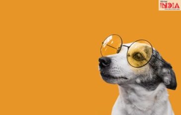 Best Dog YouTube Channels, Most Popular Dog YouTube Channels