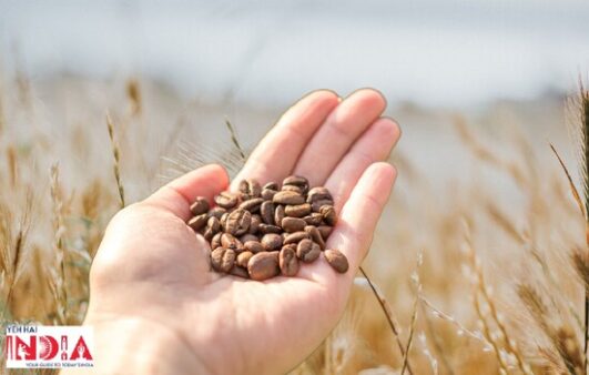 Top 6 Edible Seeds With Great Health Benefits